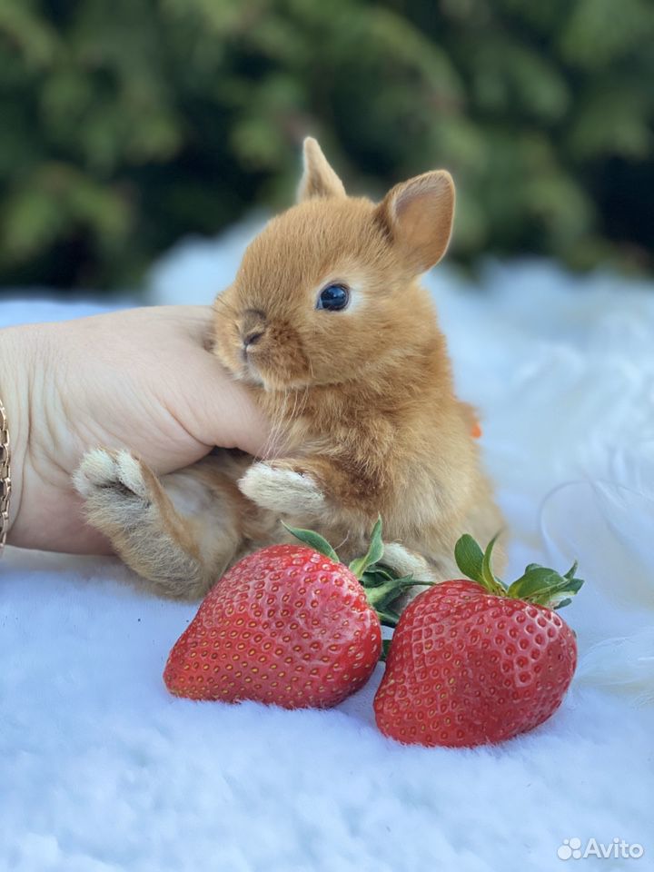 Элитные мини кролики