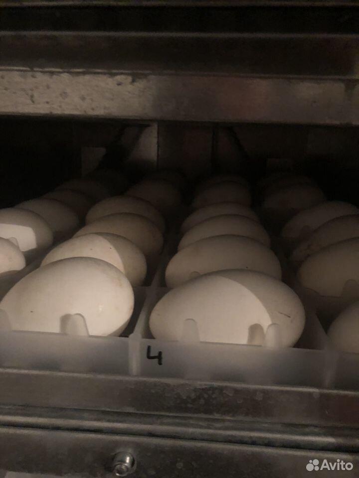 Гусята микс Холмогоры и Арзамасской породы