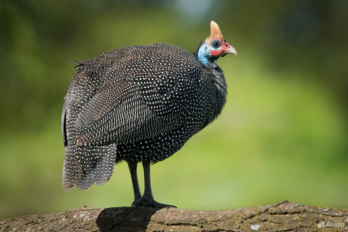 Продам цесарок