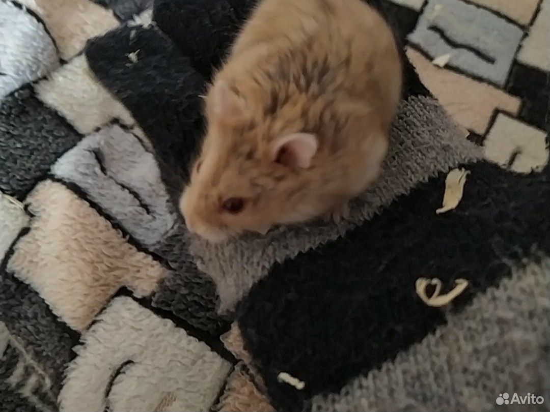 Хомяк джунгарский девочка