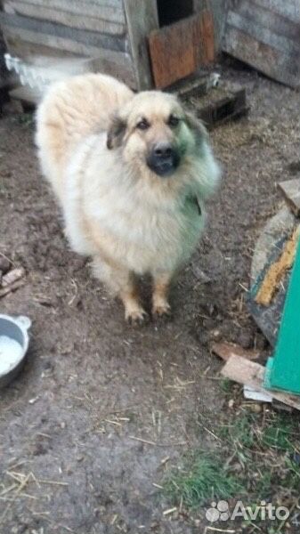 Собачка небольшая Леся, собаки, сучка, собака