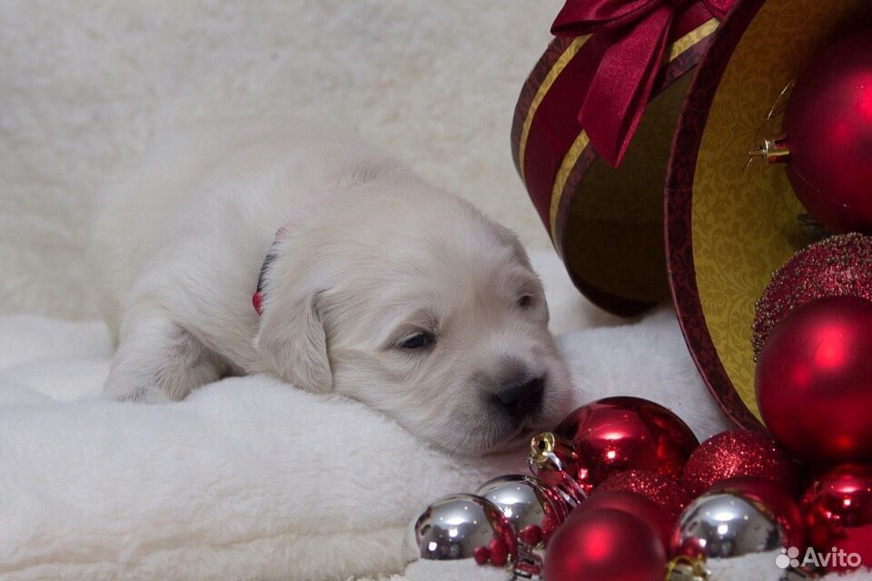 Щенки золотистого ретривера