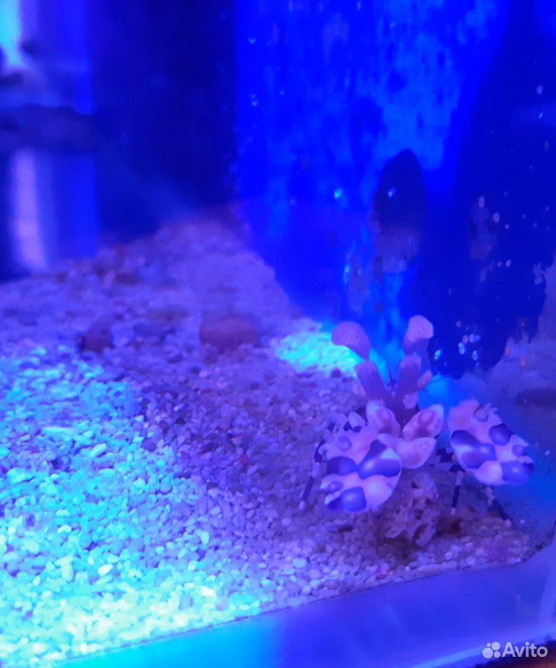 Креветка арлекин