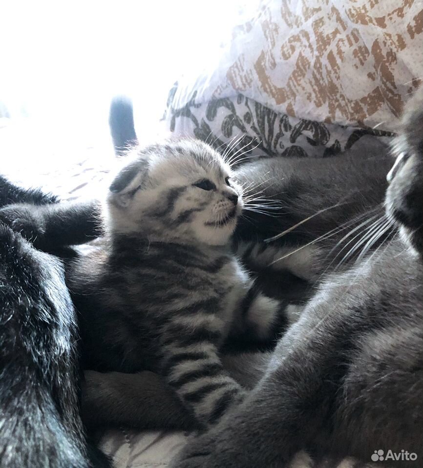 Кошка