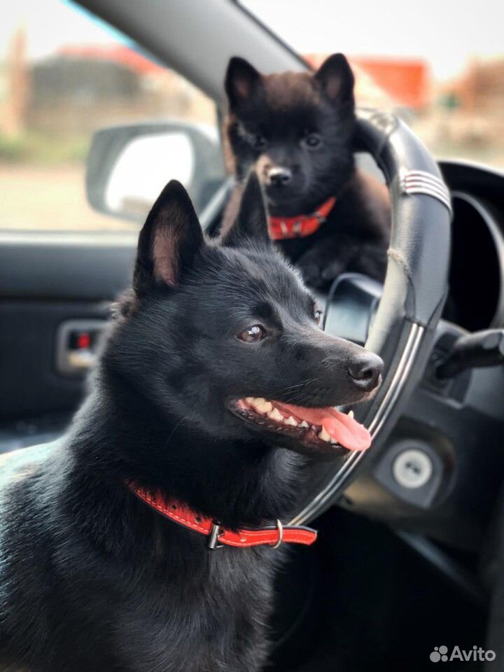 Шипперке (Самая маленькая овчарка в Мире)