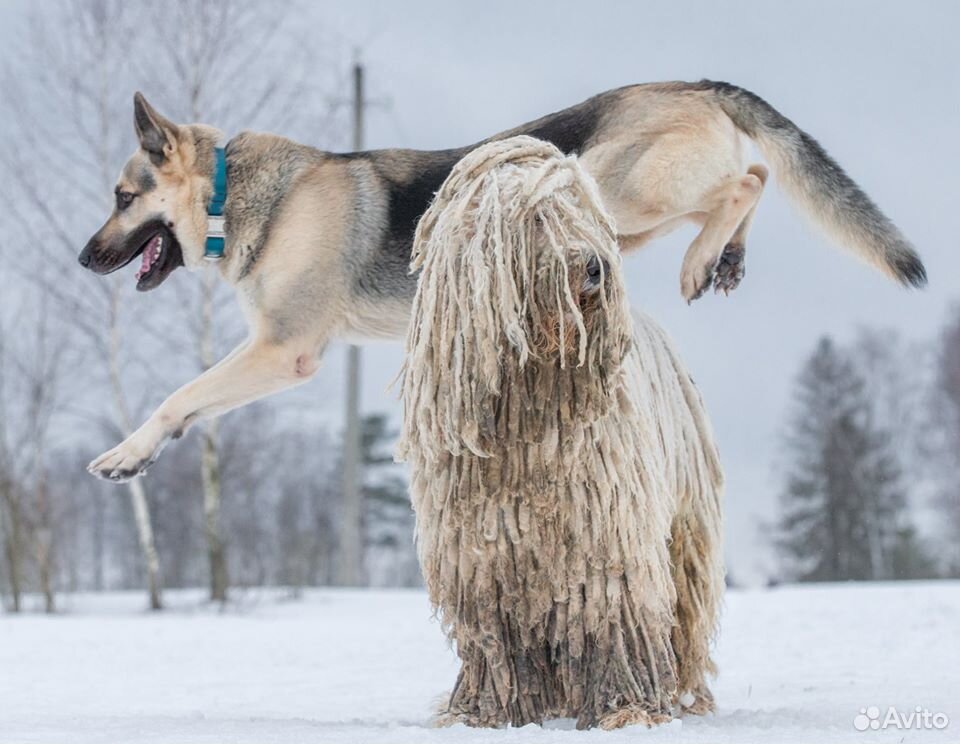 Комондора щенков продаем