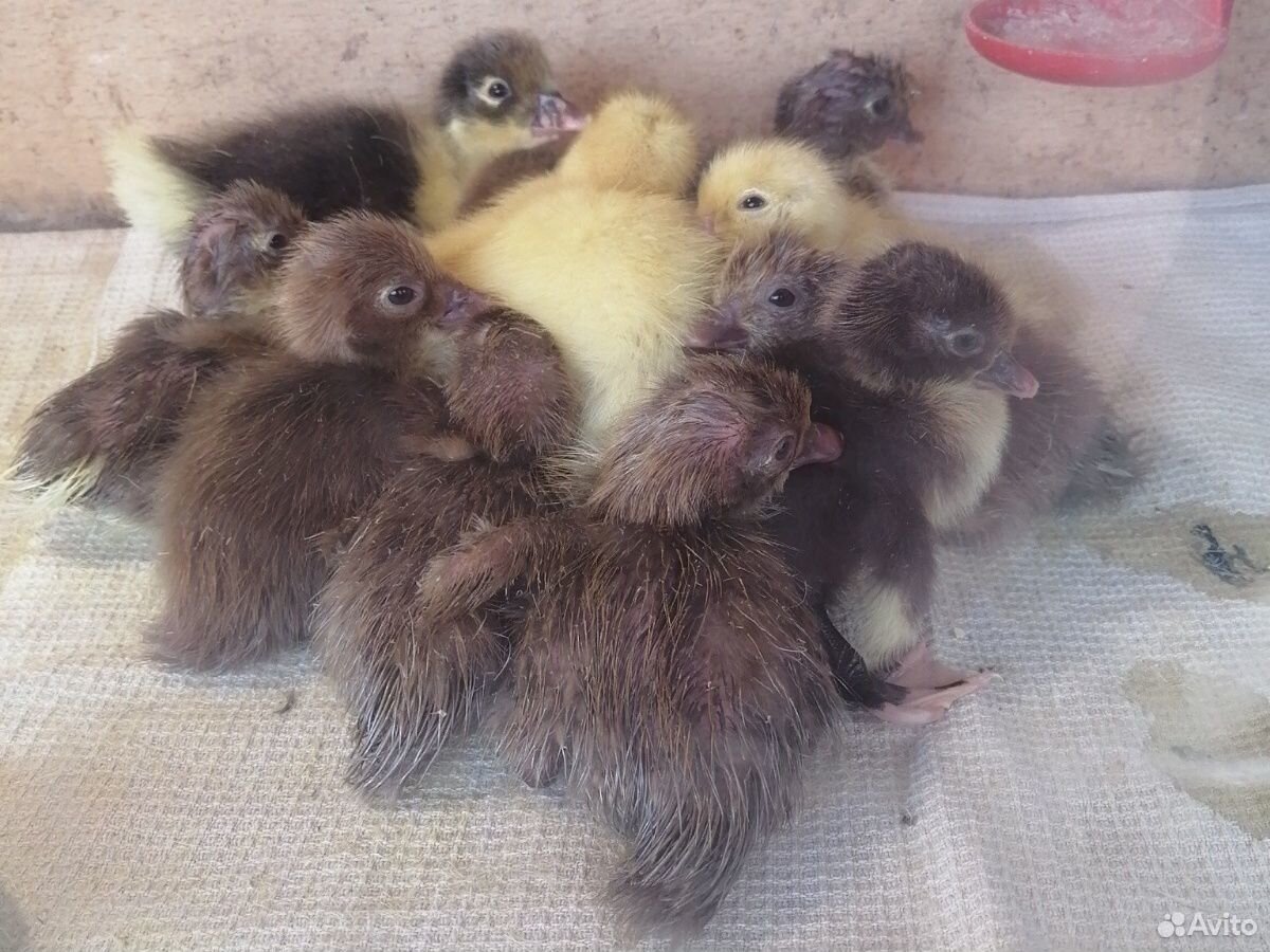 Индоутята (мускусных утята)