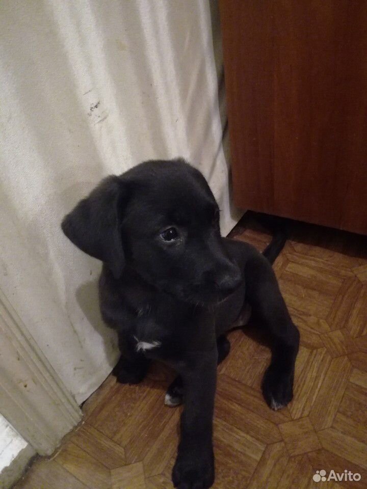 Лабрадор
