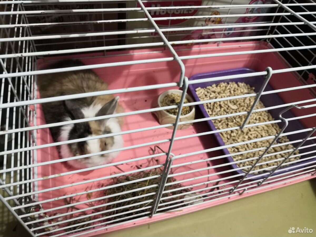 Кролик декоративный с клеткой