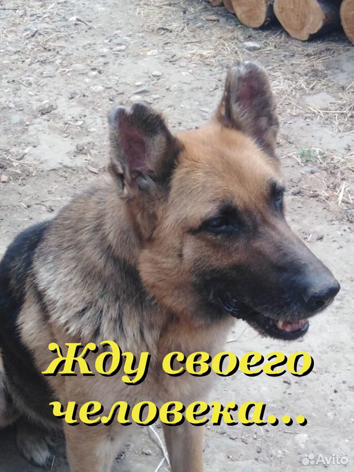 Марта в поисках своего человека