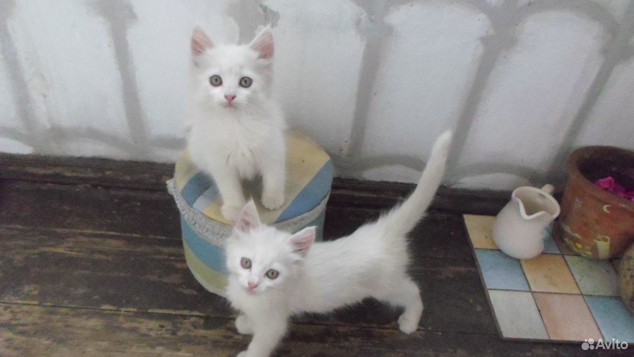 Котята