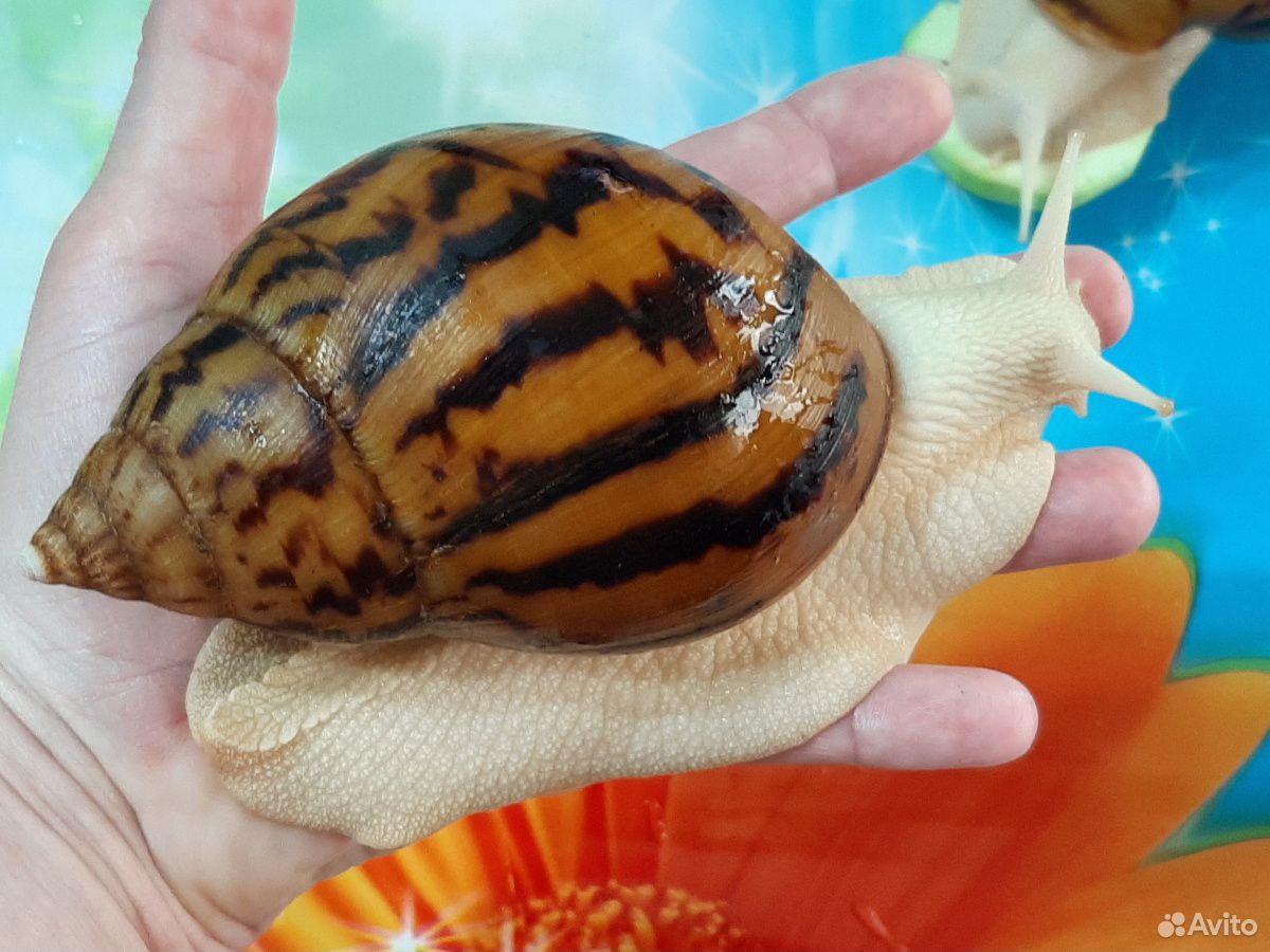 Улитка Ахатина Ахатина (тигр)