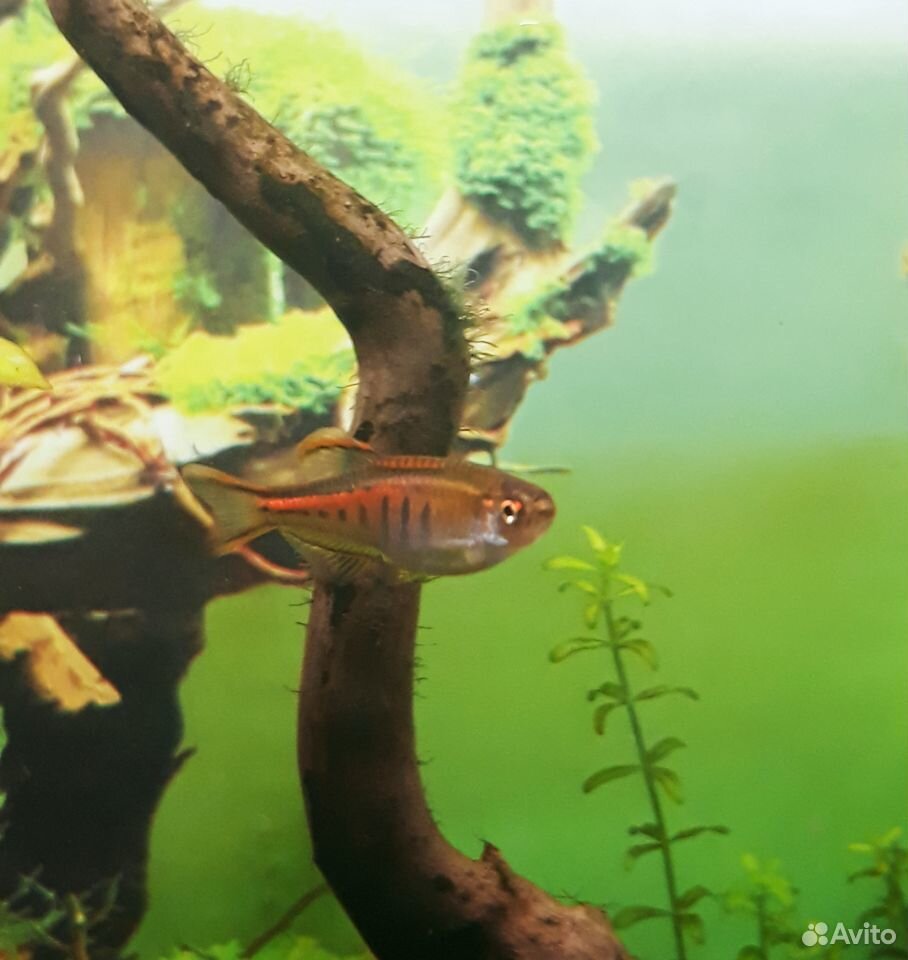 Рыбки Данио Хопра и Данио Гло