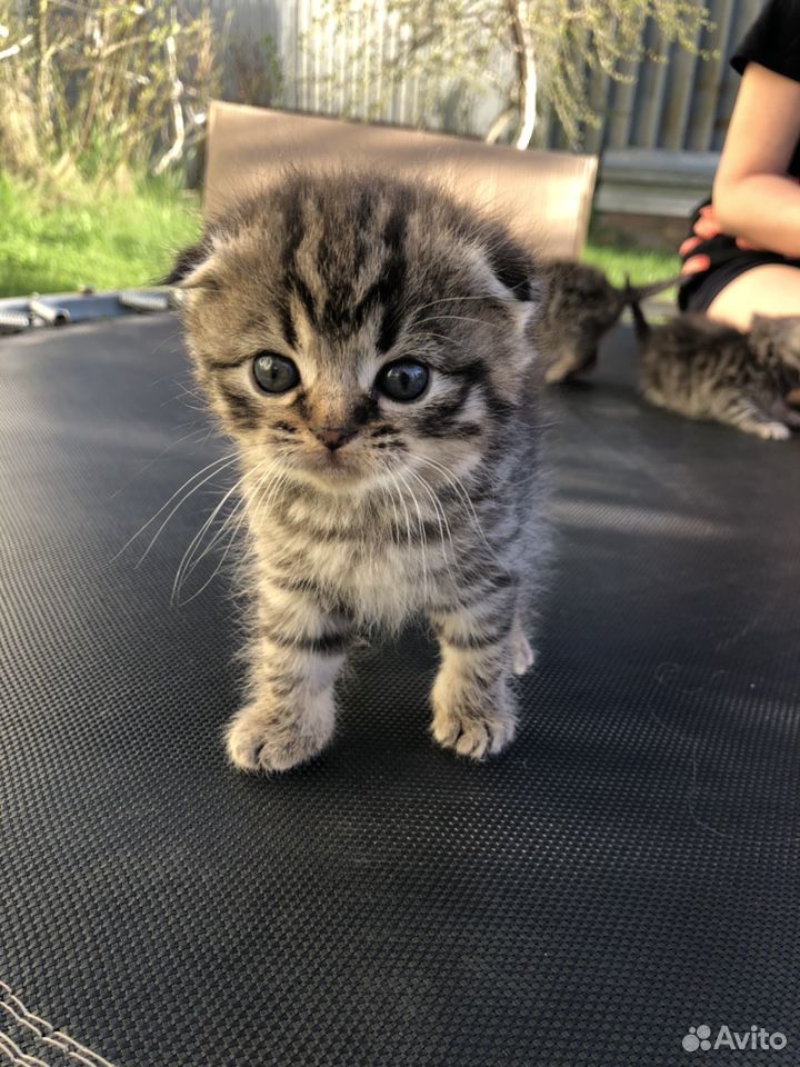 Британские котятки