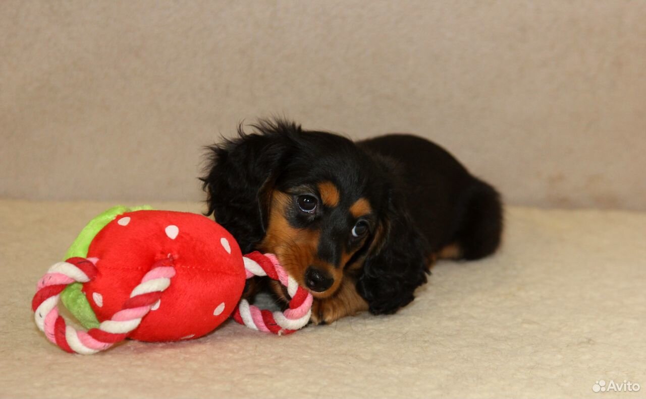 Мальчик и девочка мини/кроличьи