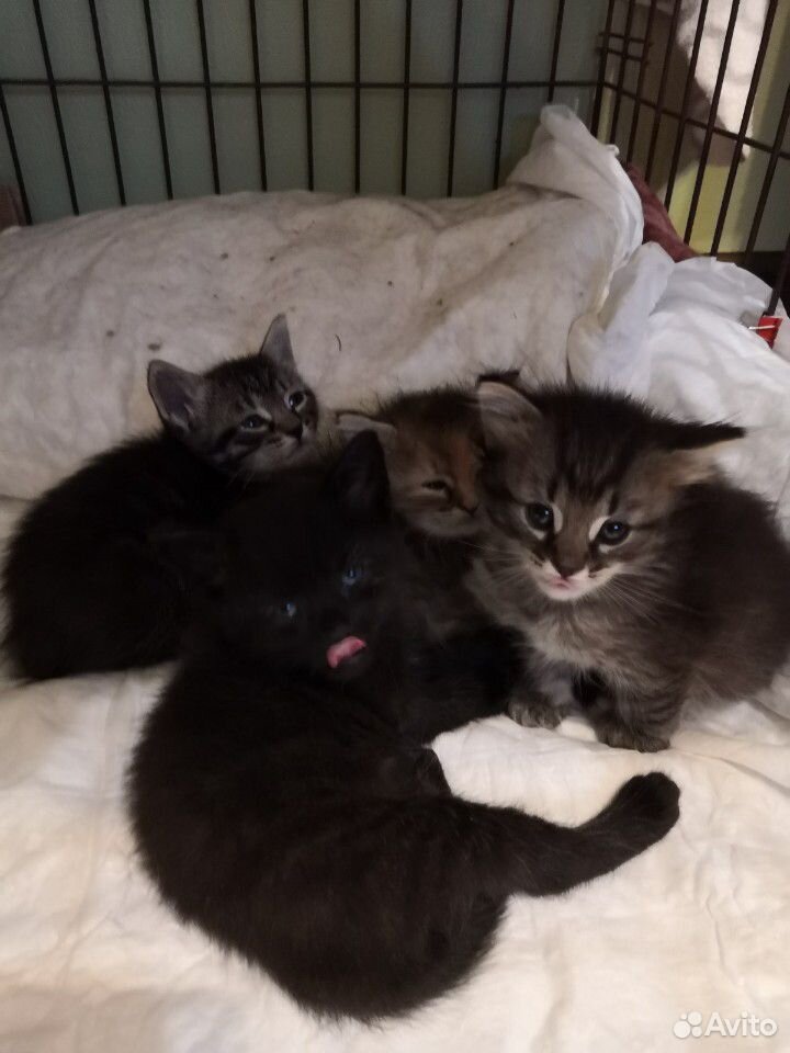 Котятки