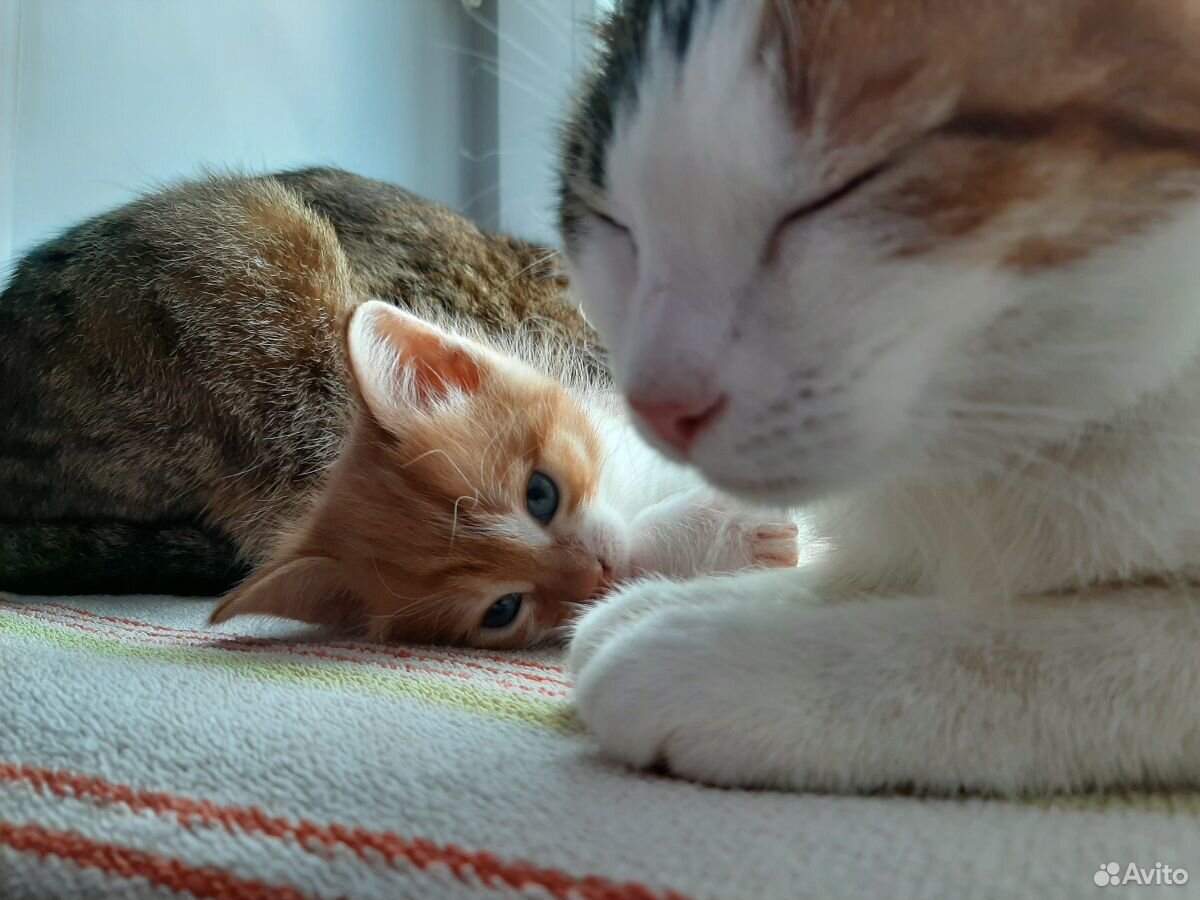 Котенок в добрые руки (мальчик )
