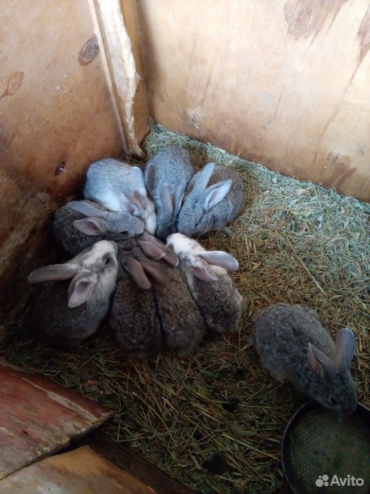 Продам крольчат