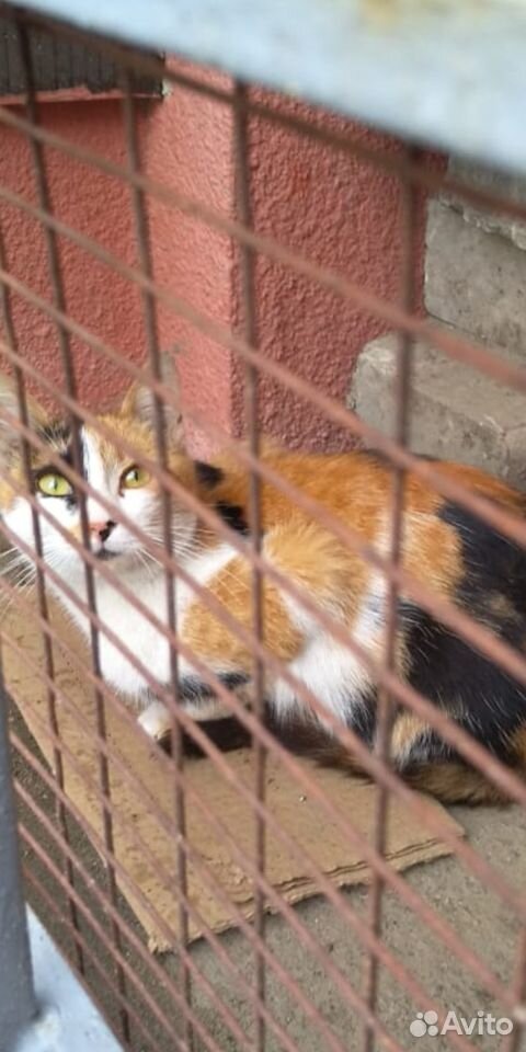 Выкинули домашнюю кису с котятками