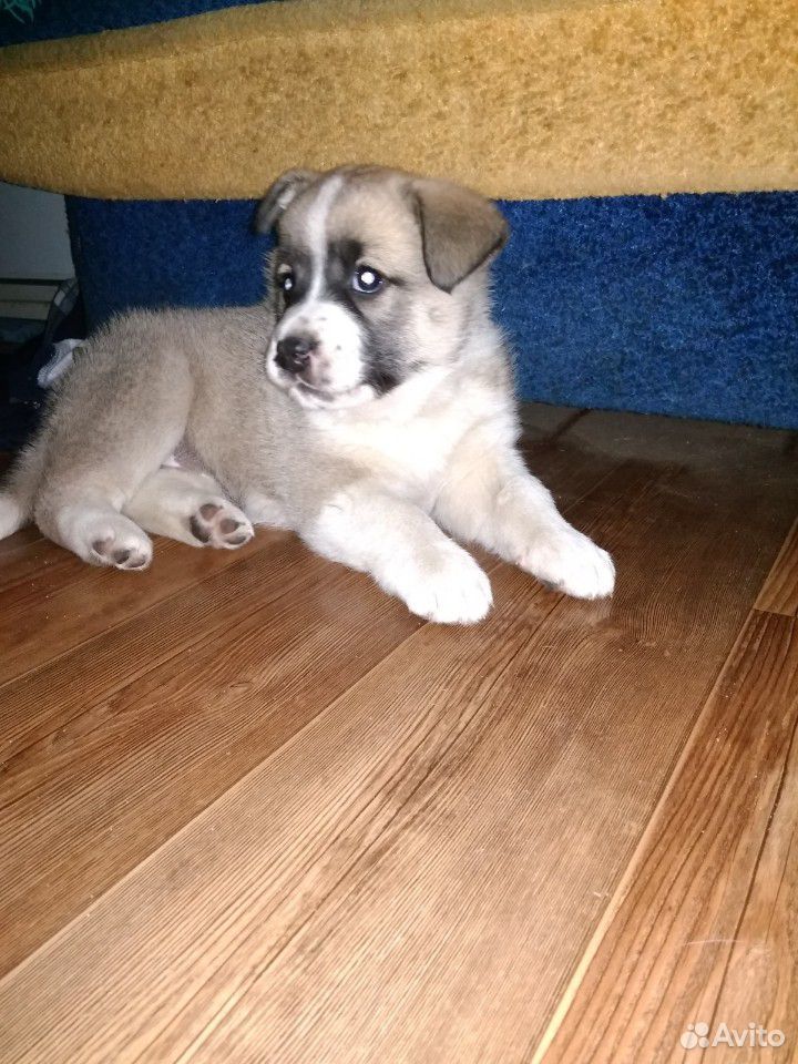 Щенок девочка