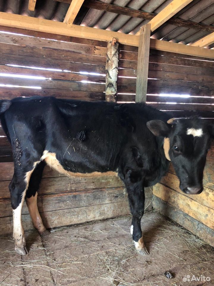 Продам 2-х телок