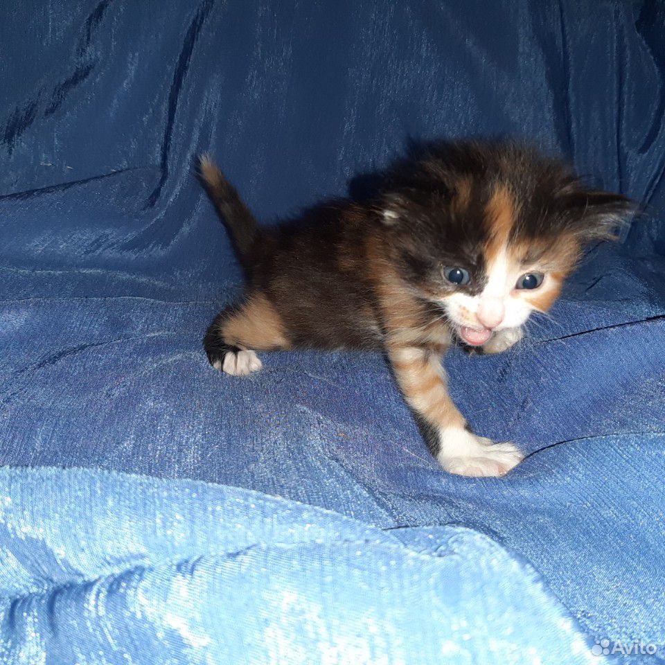 6 котят ищут дом