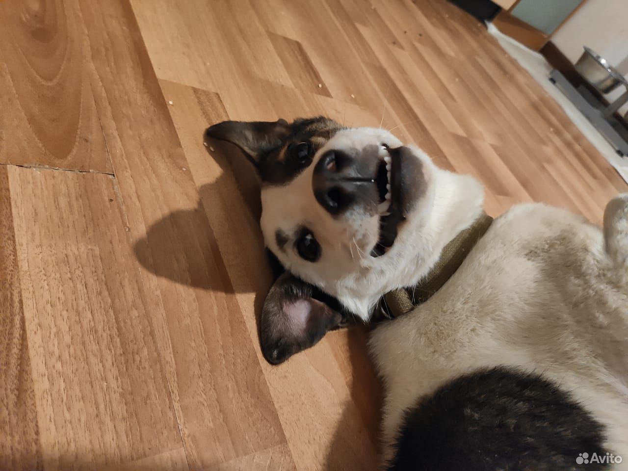 Щенок мальчик ищет дом 5 мес