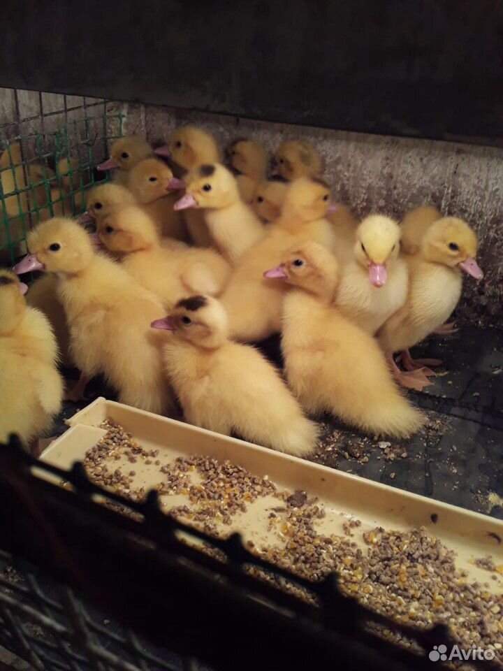 Продаются индо-утята