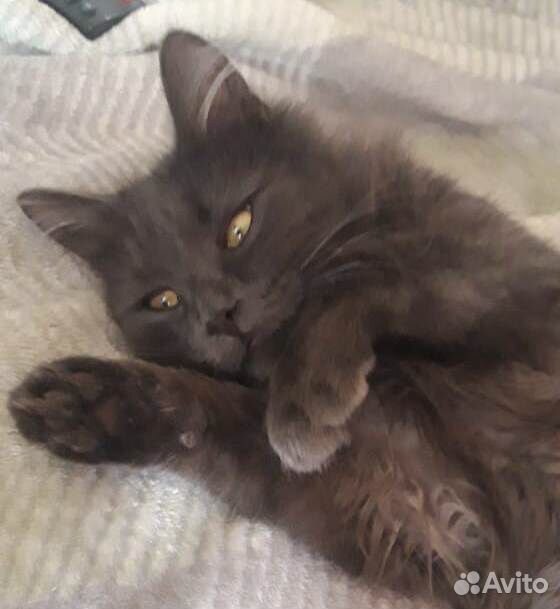 Грэй в добрые ручки