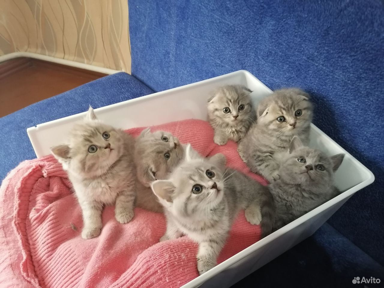 Котята британские (вислоушка, прямоухий)