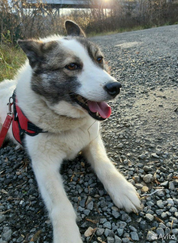 Собака Белла,метис лайки в добрые руки