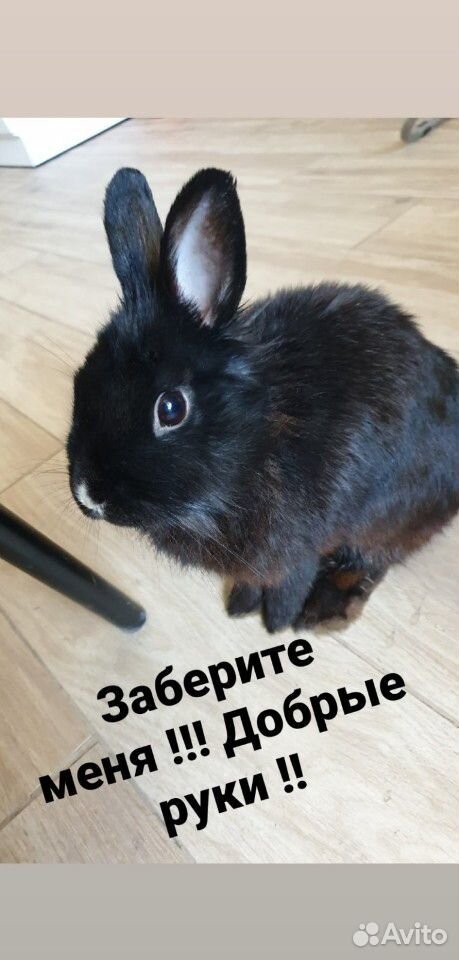 Кролик