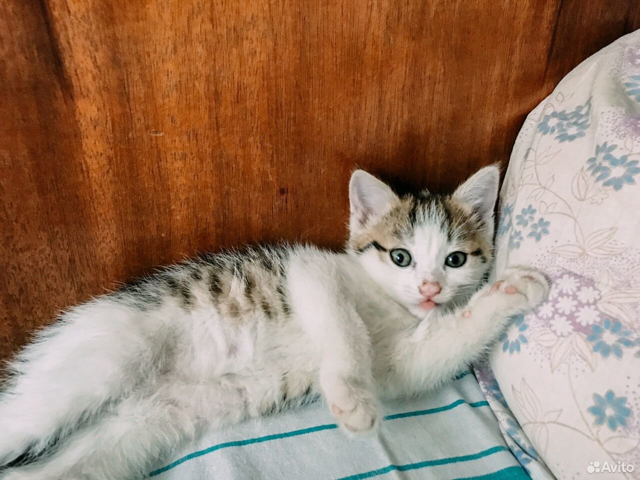 Котёнок (девочка) с доставкой