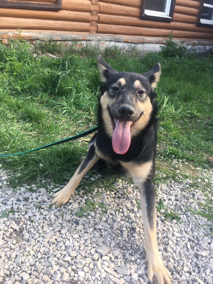 Ласковый и ручной малыш Диего ищет дом