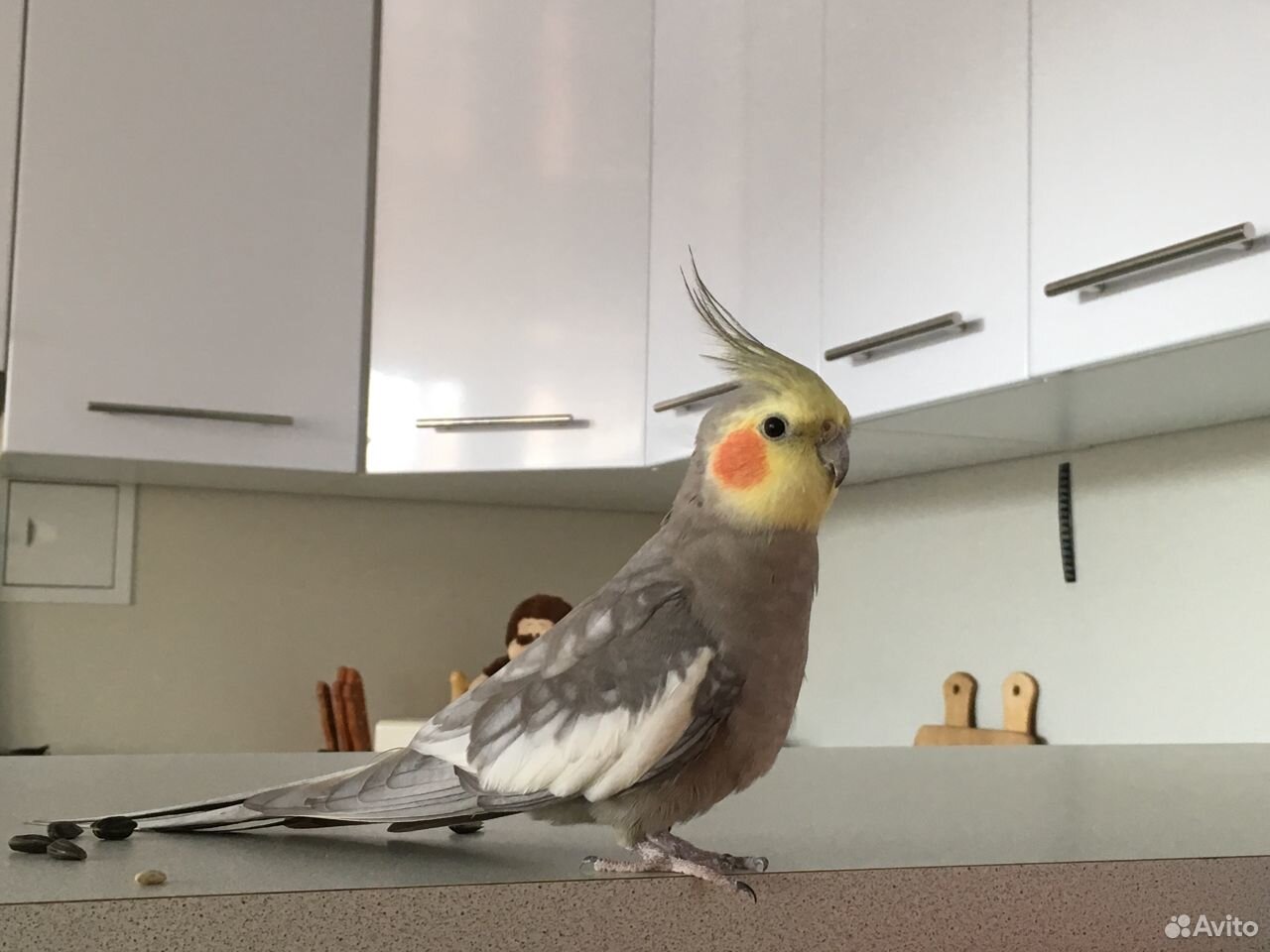 Попугай корела