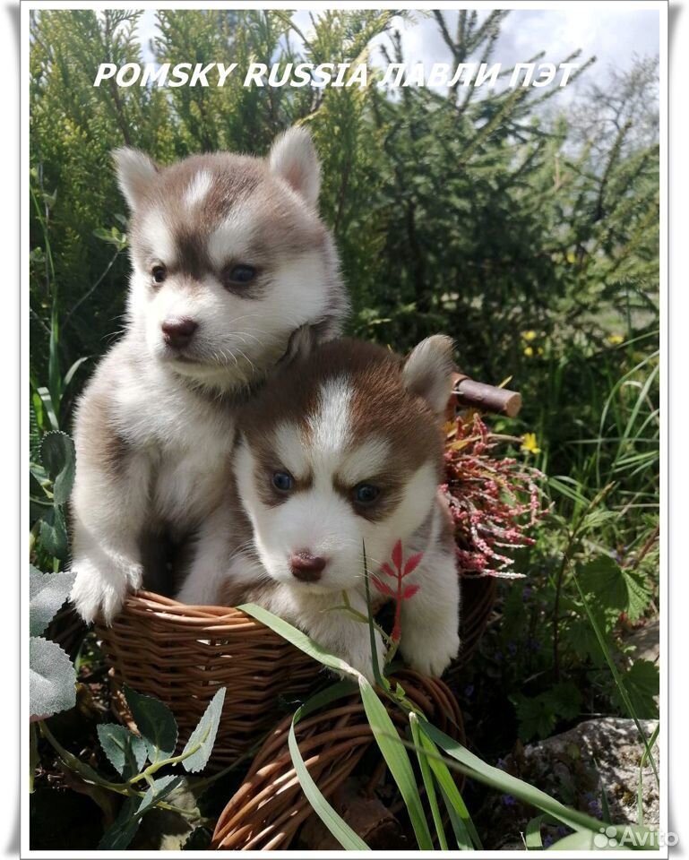 Помски