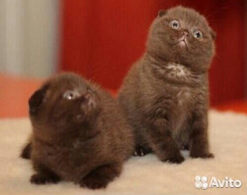 Котята от крупных производителей