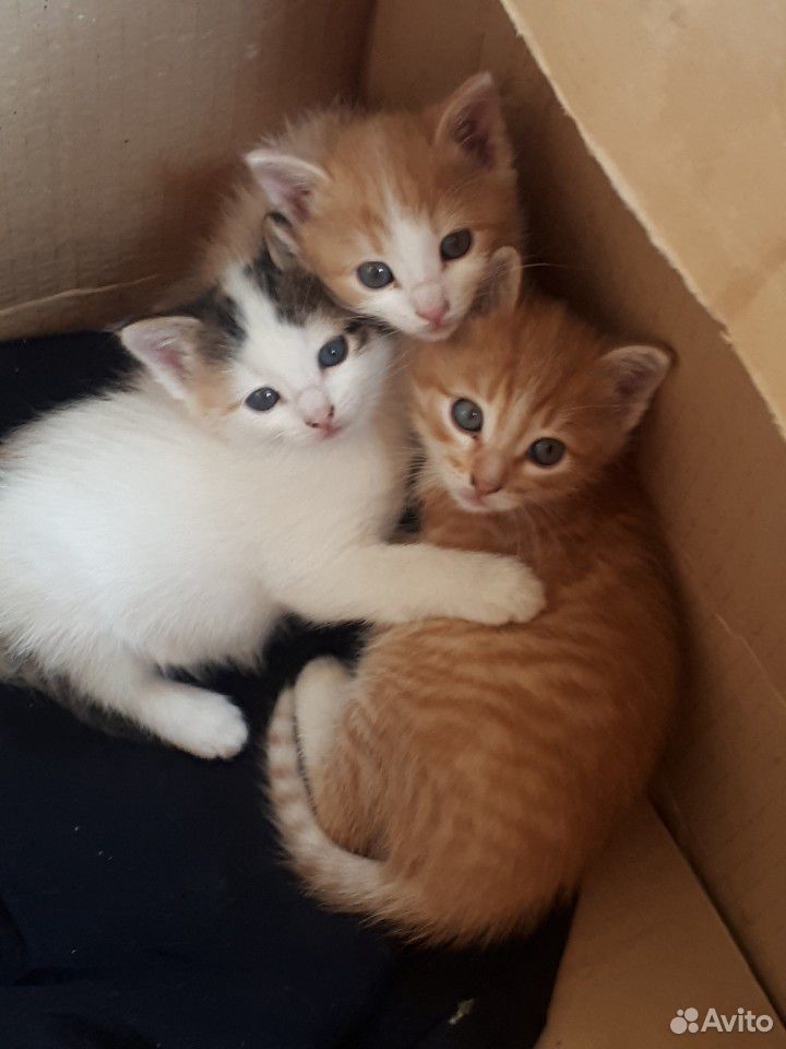 Котята