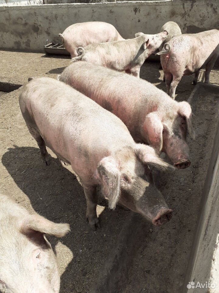 Поросенок ландрас