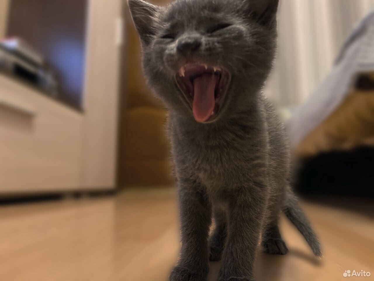 Кошечка Кики