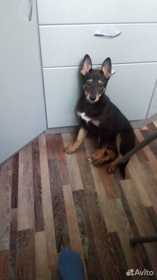 Щенок мальчик 3,5 месяца, ищет семью