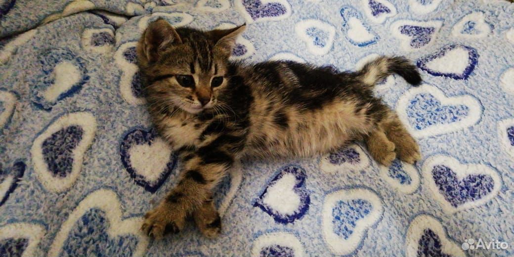 Отличный парень Яша из приюта