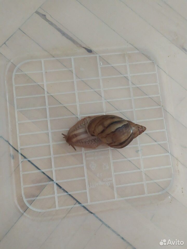 Улитка ахатина с контейнером