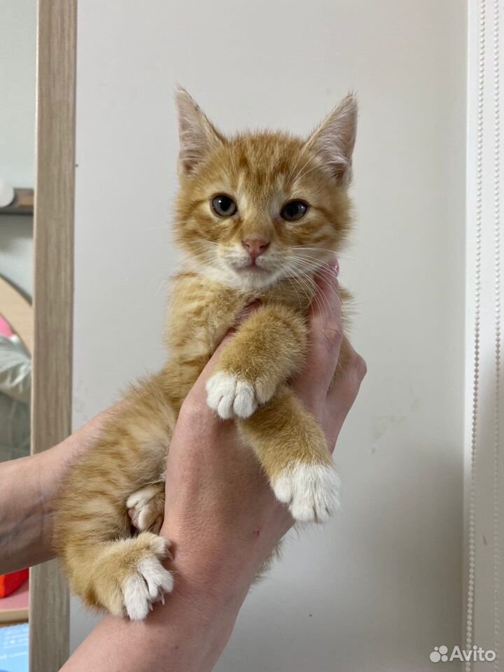 Котенок мальчик ответственным людям