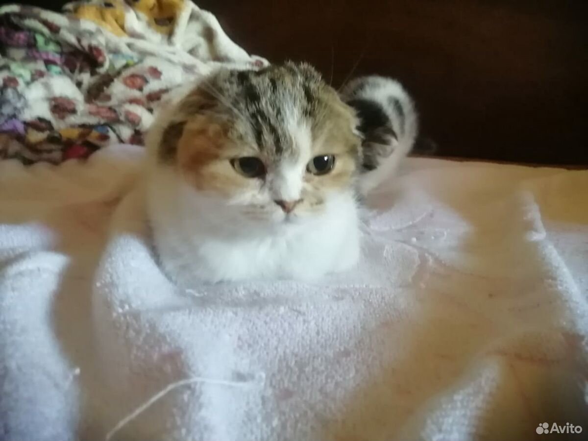 Котенок девочка 8 месяцев стерилизована