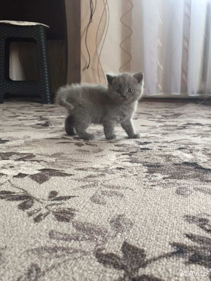 Продам британского котёнка