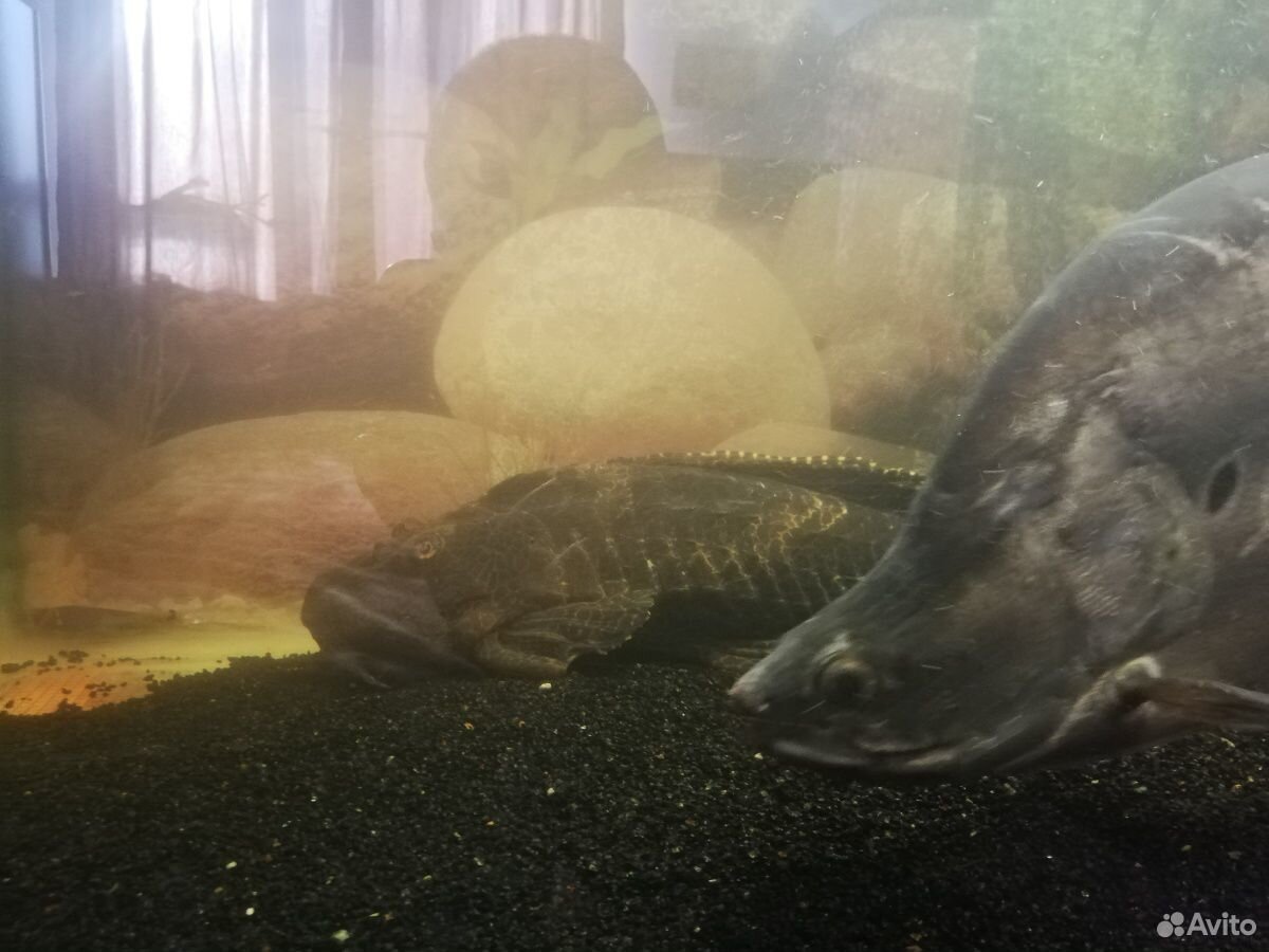 Большие рыбы