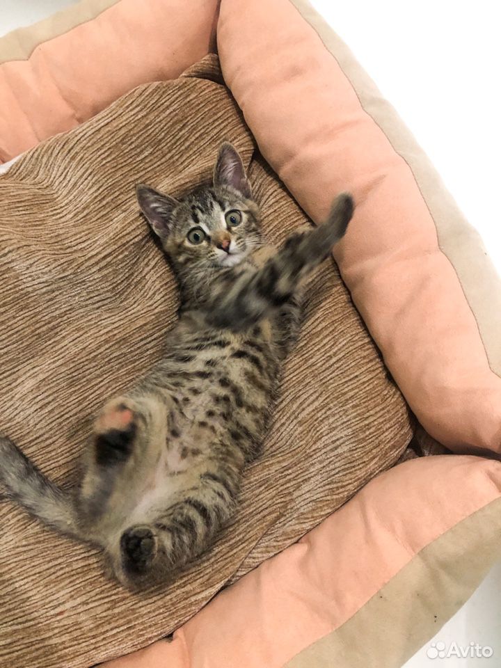 Котёнок