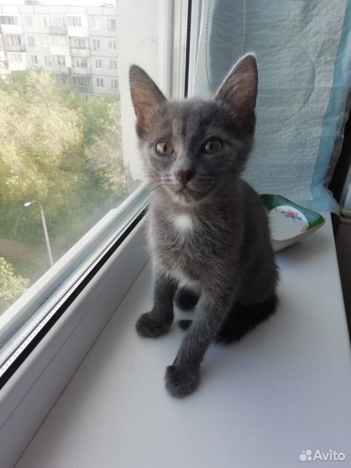 Русская голубая