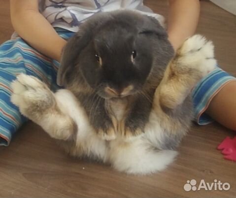 Кролик домашний